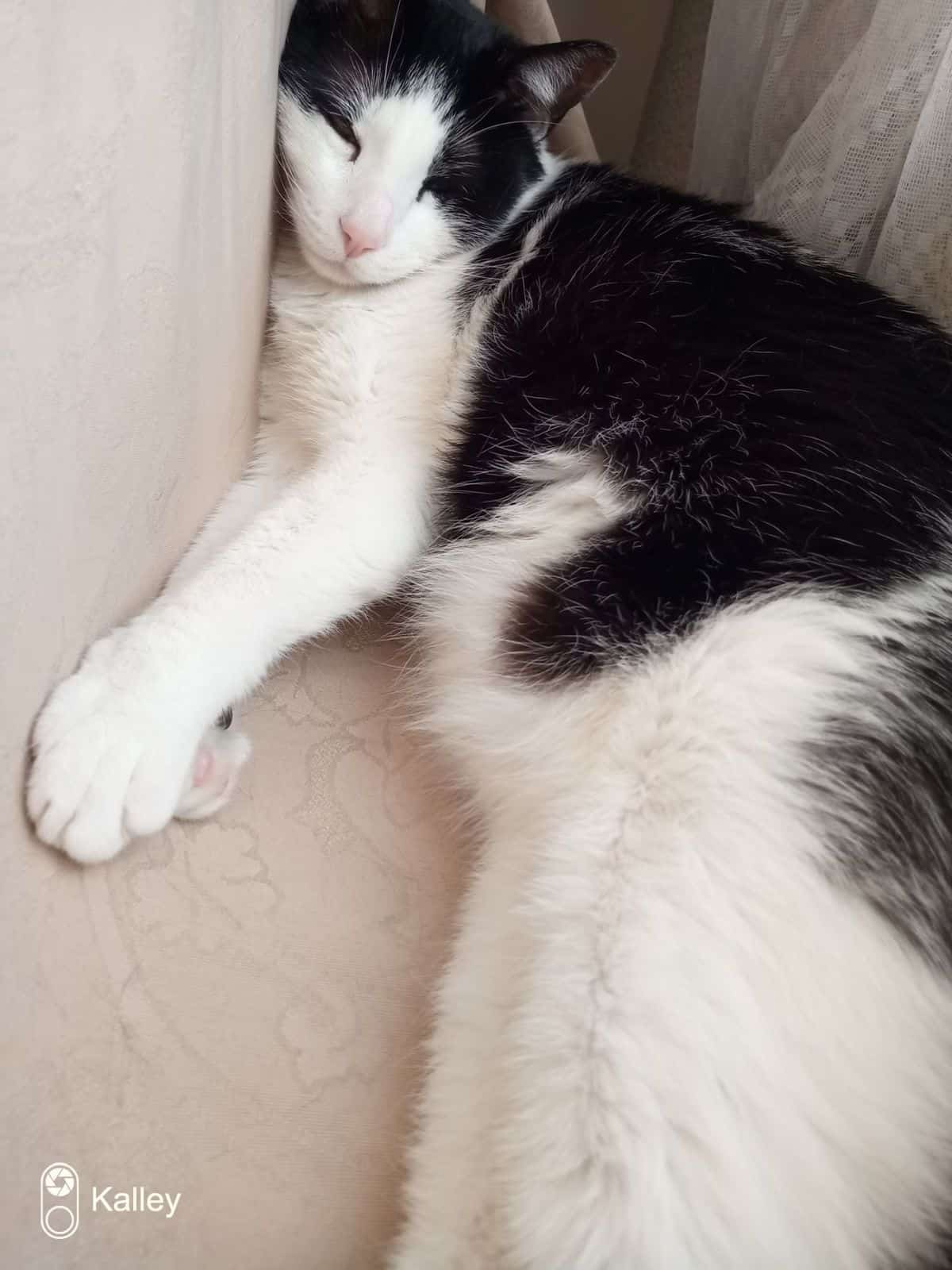 Las 5 conclusiones de nuestra prueba del Kalley Silver Max | Impacto TIC